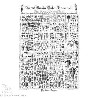 Trilobite Poster: "Chart of the Genera of Fossil Crutacea" - The Fossil ...