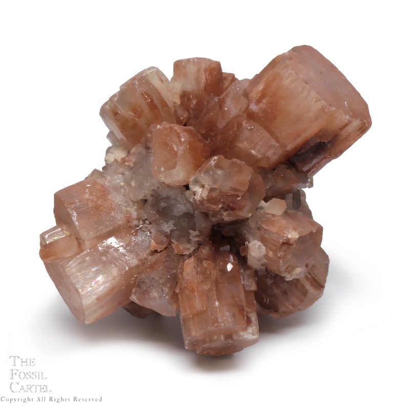 Aragonite Stars from Morocco - The Fossil Cartel