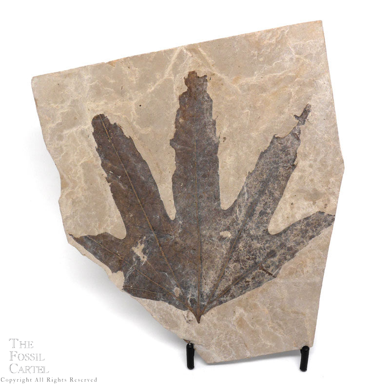 Leaf Fossils Archives - The Fossil Cartel