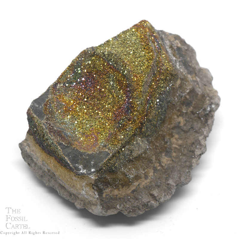 Rainbow Pyrite - The Fossil Cartel