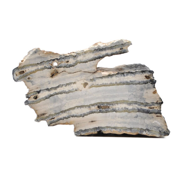 Fossil Mammoth Tooth Cross-Section - The Fossil Cartel