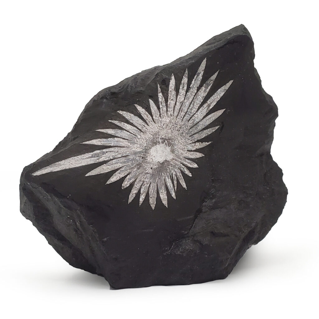 Chrysanthemum Stone - The Fossil Cartel